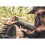 VORTEX OPTICS Viper Shotgun Enclosed Micro 3 MOA Red Dot Black SKU ...